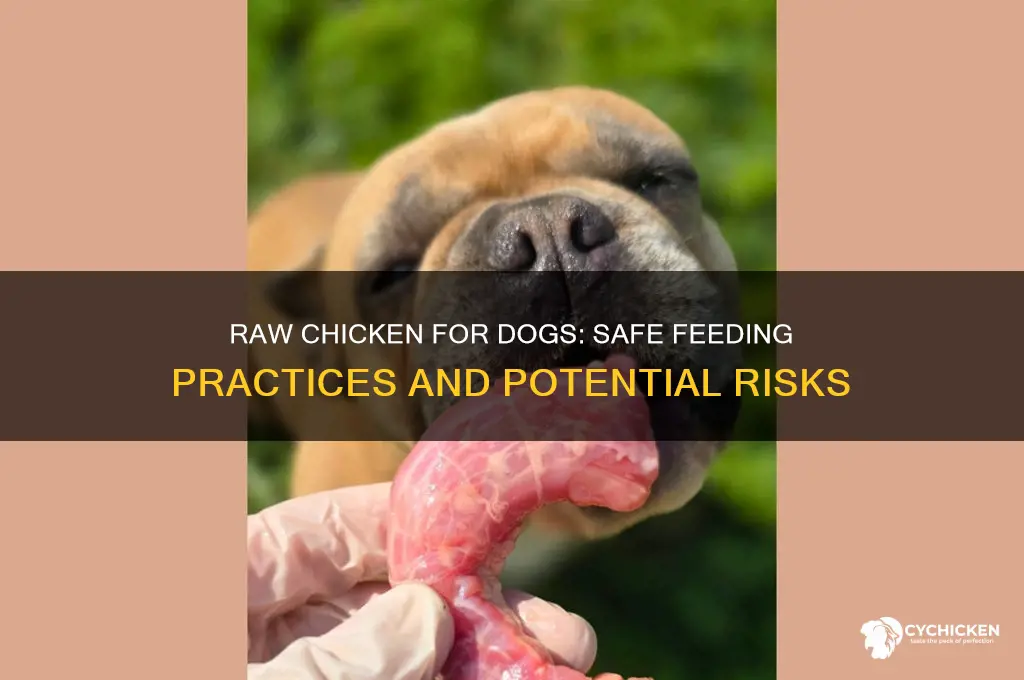 Raw Chicken For Dogs: Safe Feeding Practices And Potential Risks ...
