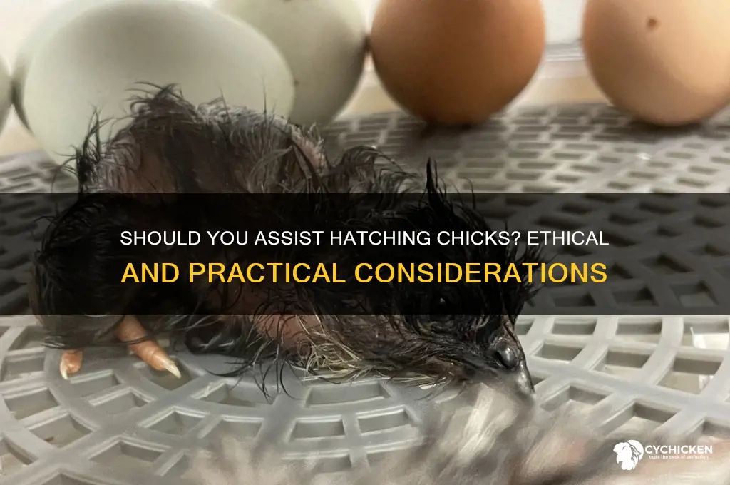 Should You Assist Hatching Chicks? Ethical And Practical Considerations ...