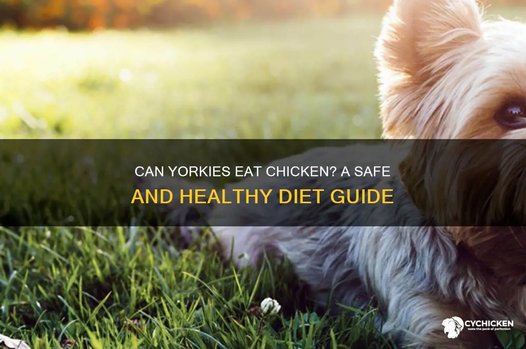 Can Yorkies Eat Chicken? A Safe And Healthy Diet Guide | CyChicken
