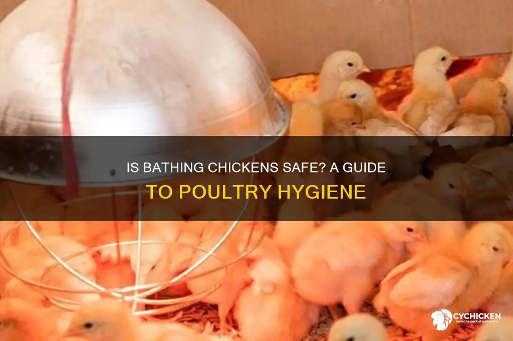 Is Bathing Chickens Safe? A Guide To Poultry Hygiene | CyChicken