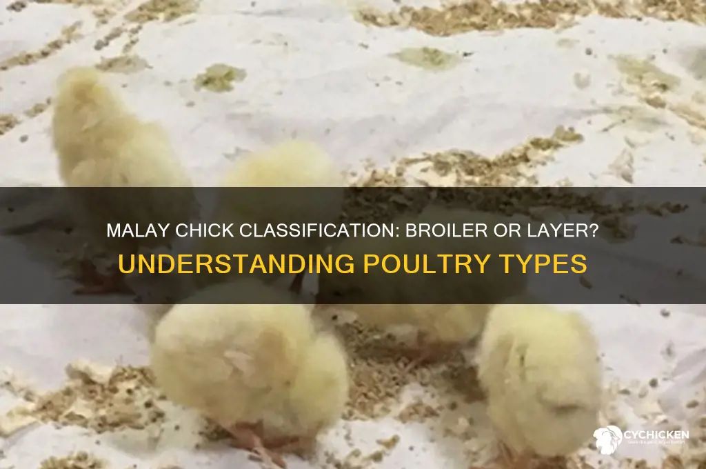 Malay Chick Classification: Broiler Or Layer? Understanding Poultry ...