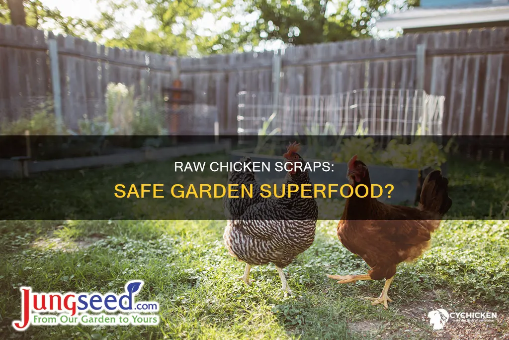 Raw Chicken Scraps: Safe Garden Superfood? | CyChicken