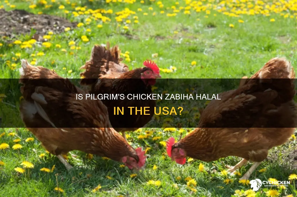 Is Pilgrim's Chicken Zabiha Halal In The Usa? | CyChicken