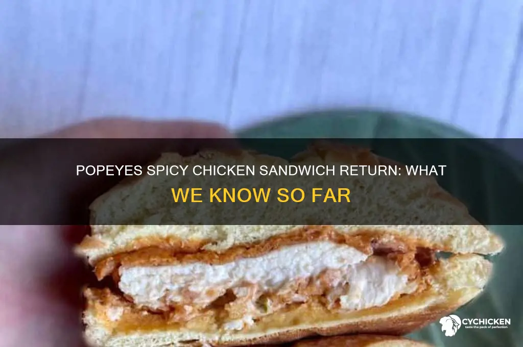 Popeyes Spicy Chicken Sandwich Return: What We Know So Far | CyChicken