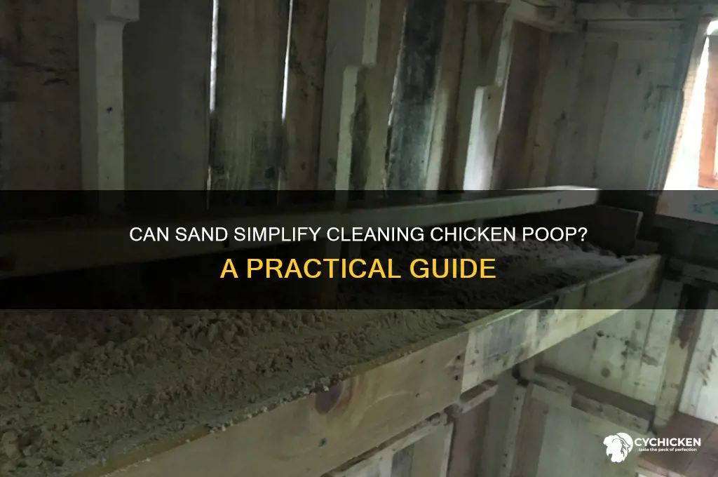 Can Sand Simplify Cleaning Chicken Poop? A Practical Guide | CyChicken
