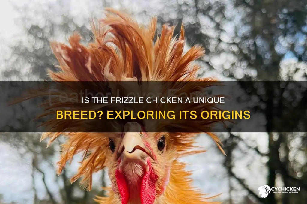 Is The Frizzle Chicken A Unique Breed? Exploring Its Origins | CyChicken