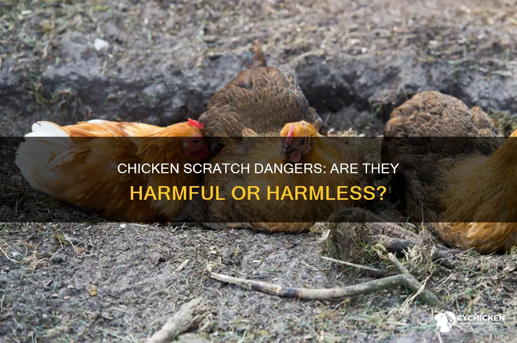 Chicken Scratch Dangers: Are They Harmful Or Harmless? | CyChicken