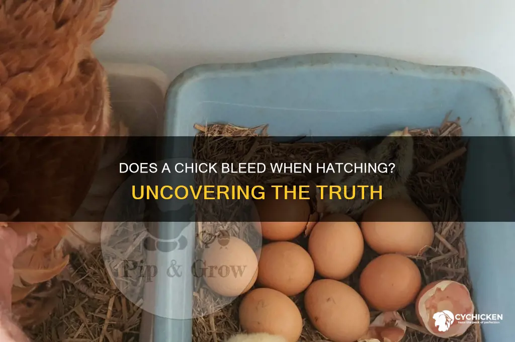 Does A Chick Bleed When Hatching? Uncovering The Truth | CyChicken