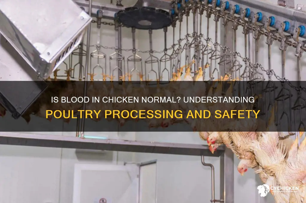 Is Blood In Chicken Normal? Understanding Poultry Processing And Safety ...