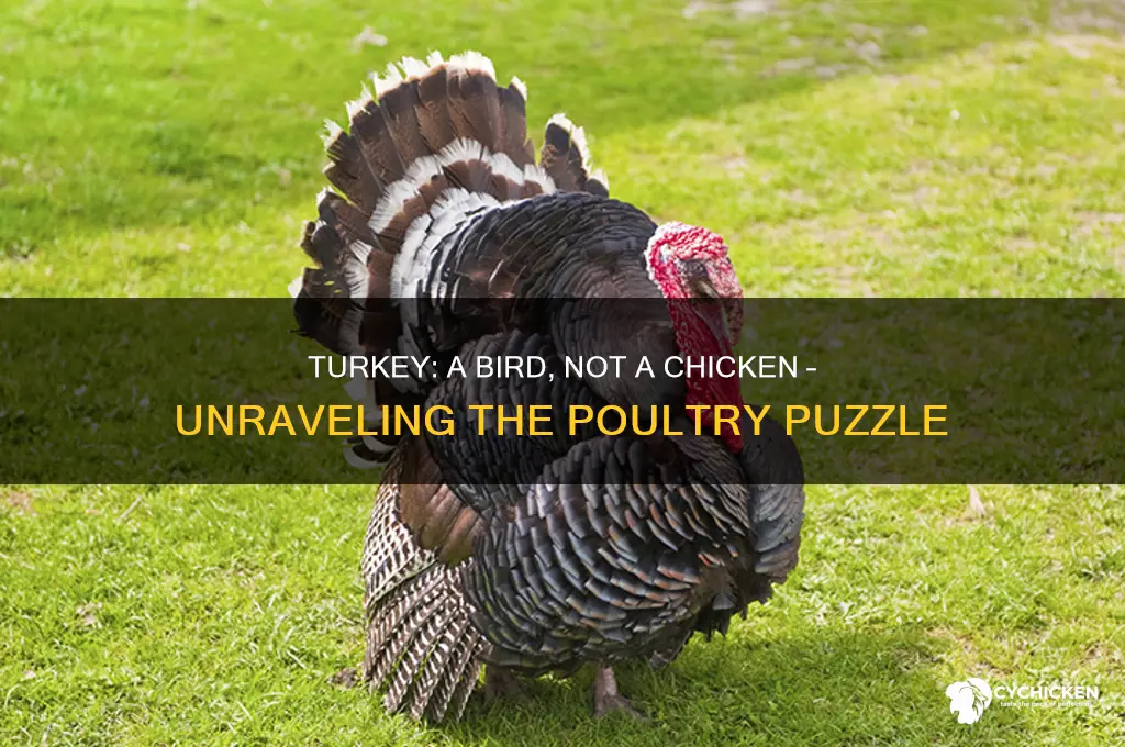 Turkey: A Bird, Not A Chicken – Unraveling The Poultry Puzzle | CyChicken