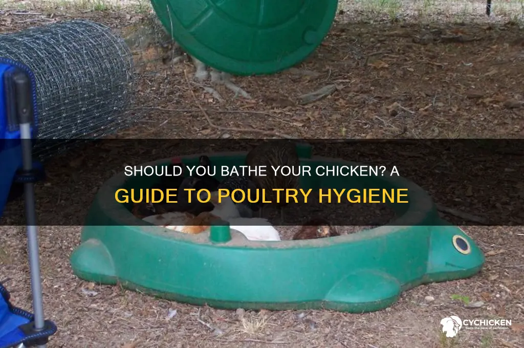 Should You Bathe Your Chicken? A Guide To Poultry Hygiene | CyChicken