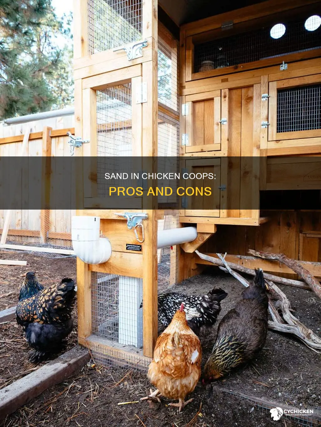 Sand In Chicken Coops: Pros And Cons | CyChicken