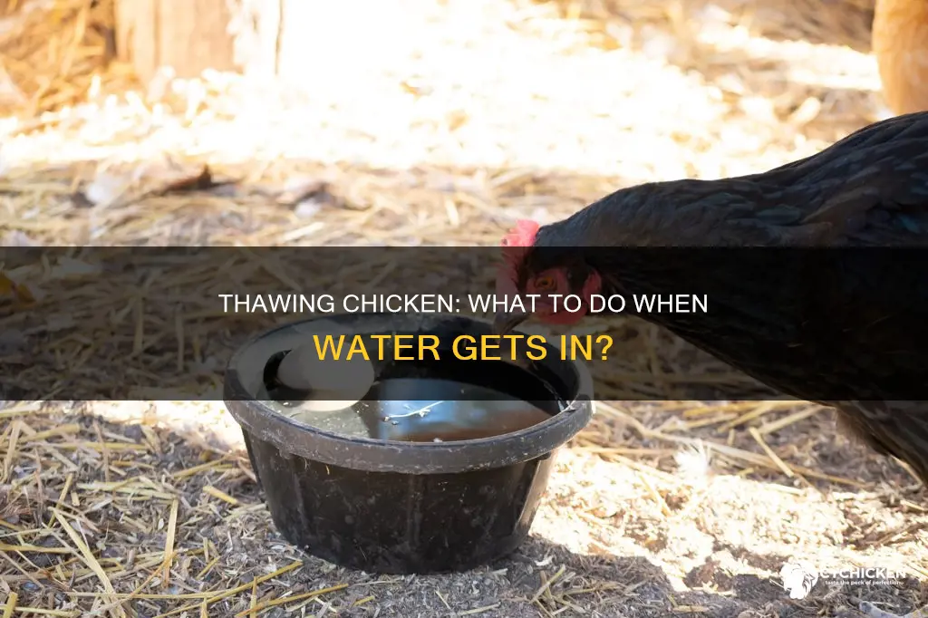 Thawing Chicken: What To Do When Water Gets In? | CyChicken