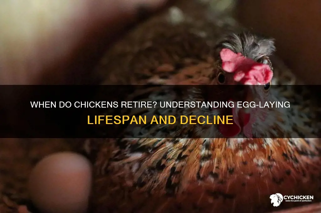 When Do Chickens Retire? Understanding Egg-Laying Lifespan And Decline ...