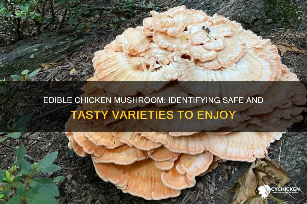 Edible Chicken Mushroom: Identifying Safe And Tasty Varieties To Enjoy ...