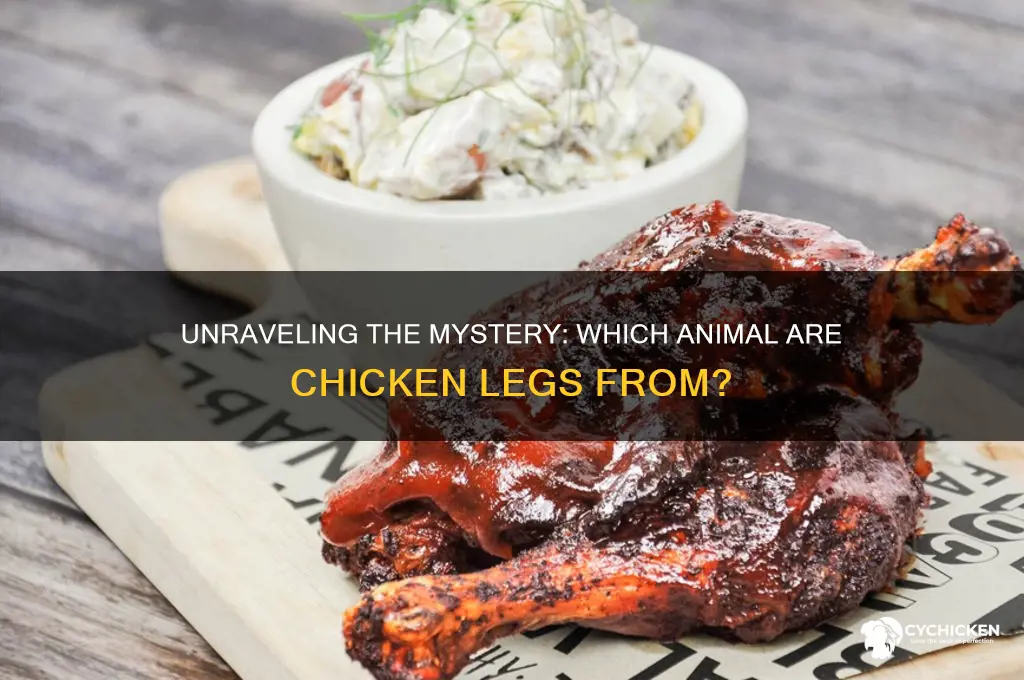 Unraveling The Mystery: Which Animal Are Chicken Legs From? | CyChicken
