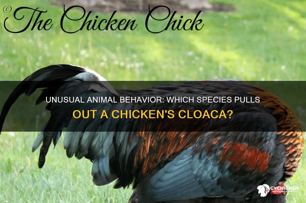 Unusual Animal Behavior: Which Species Pulls Out A Chicken's Cloaca ...