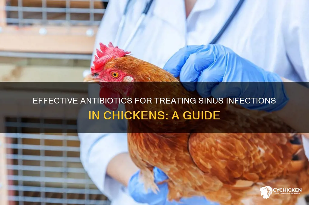 Effective Antibiotics For Treating Sinus Infections In Chickens: A ...