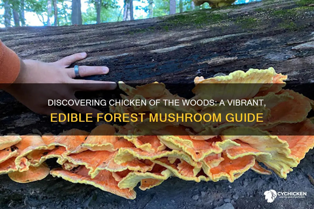 Discovering Chicken Of The Woods: A Vibrant, Edible Forest Mushroom ...
