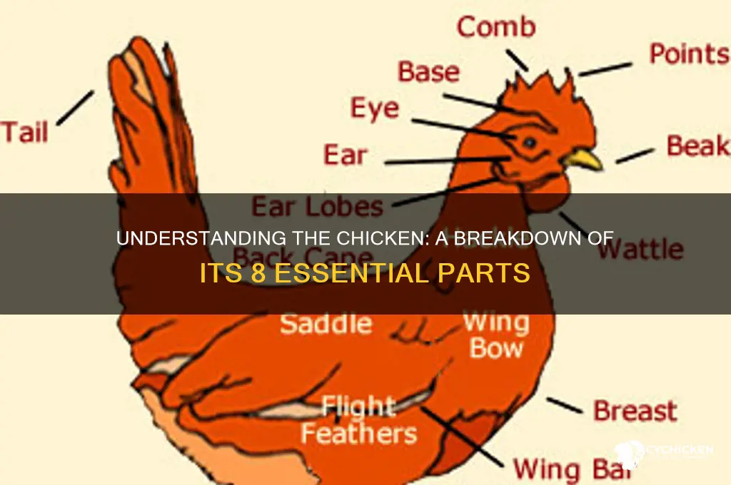 Understanding The Chicken: A Breakdown Of Its 8 Essential Parts | CyChicken