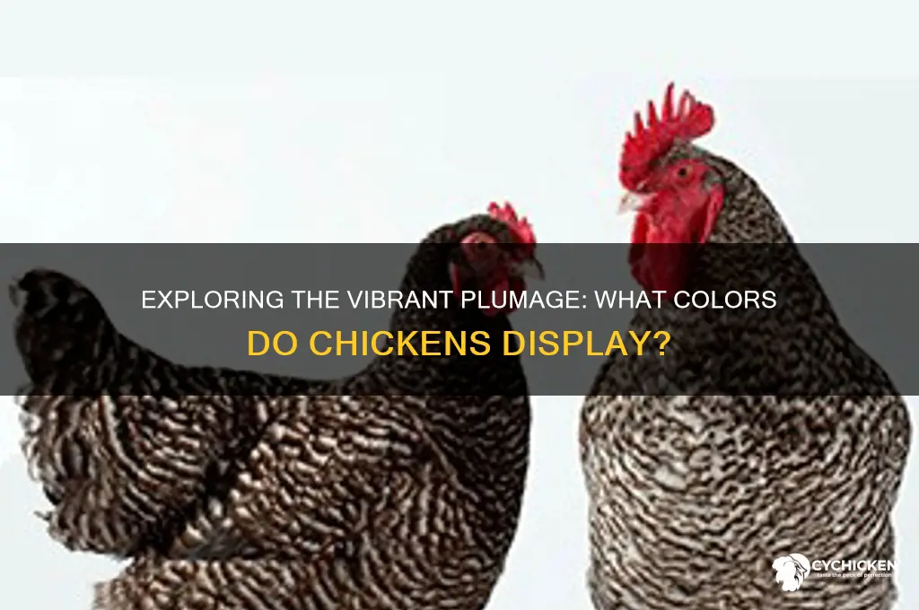 Exploring The Vibrant Plumage: What Colors Do Chickens Display? | CyChicken
