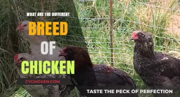 Understanding Chicken Grades: A Guide To Quality And Classification ...