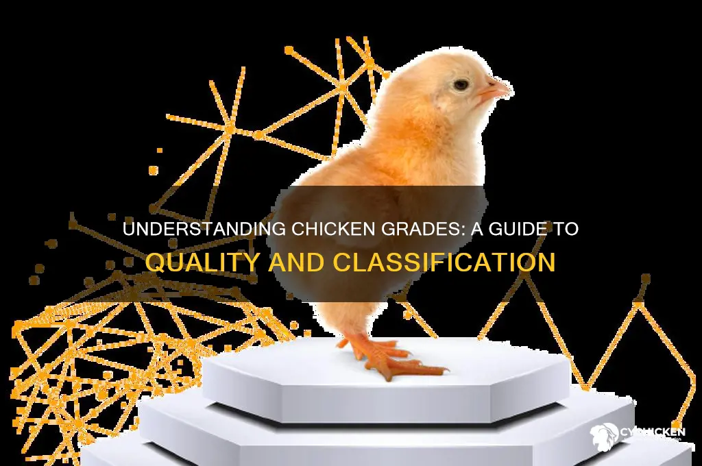 Understanding Chicken Grades: A Guide To Quality And Classification ...