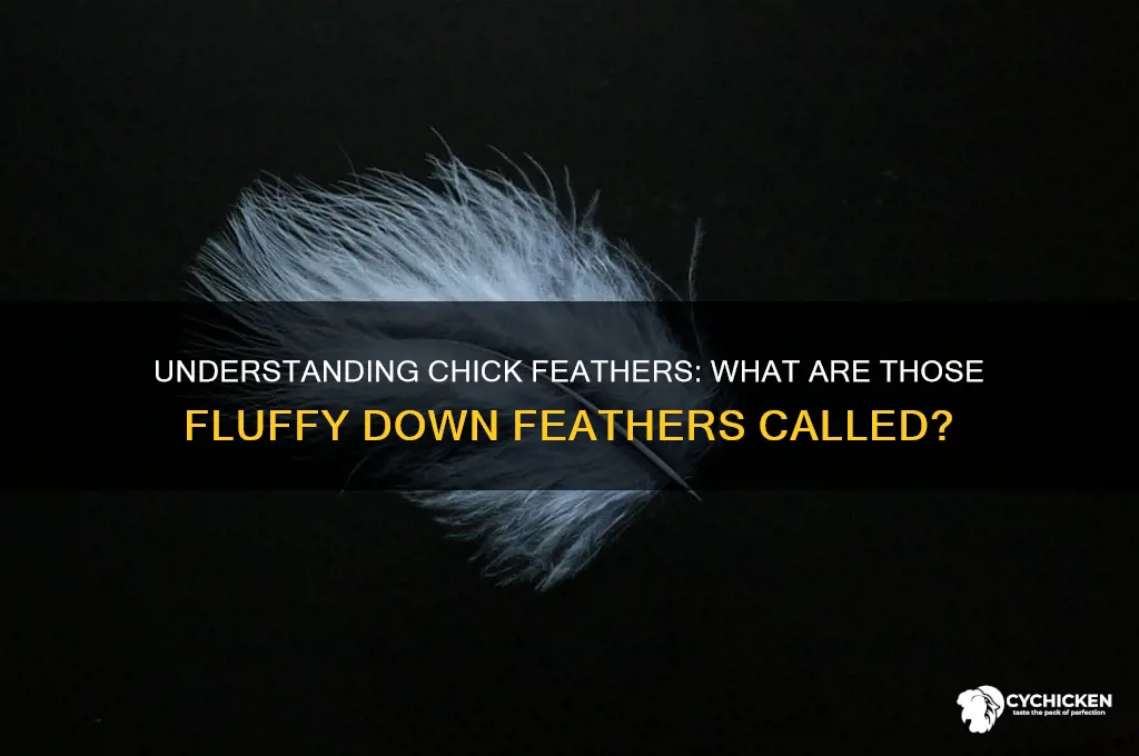 Understanding Chick Feathers: What Are Those Fluffy Down Feathers ...