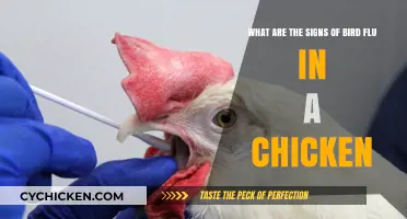 Chicken Allergy: Symptoms And Signs You Need To Know | CyChicken