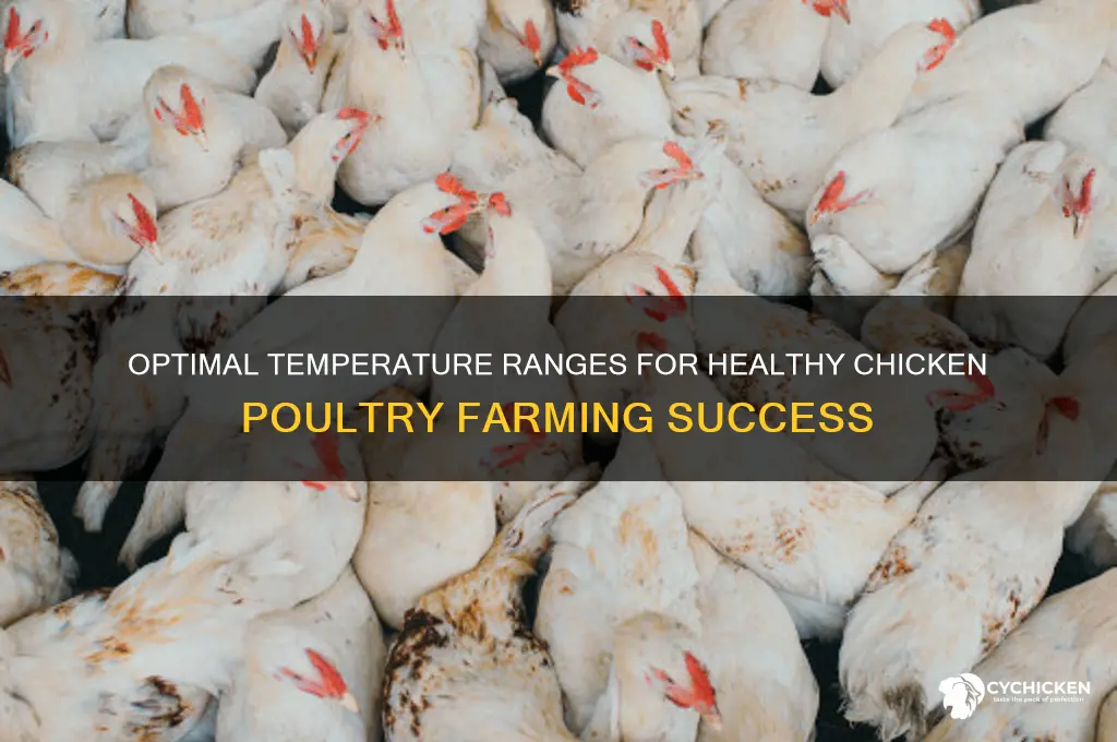 Optimal Temperature Ranges For Healthy Chicken Poultry Farming Success ...