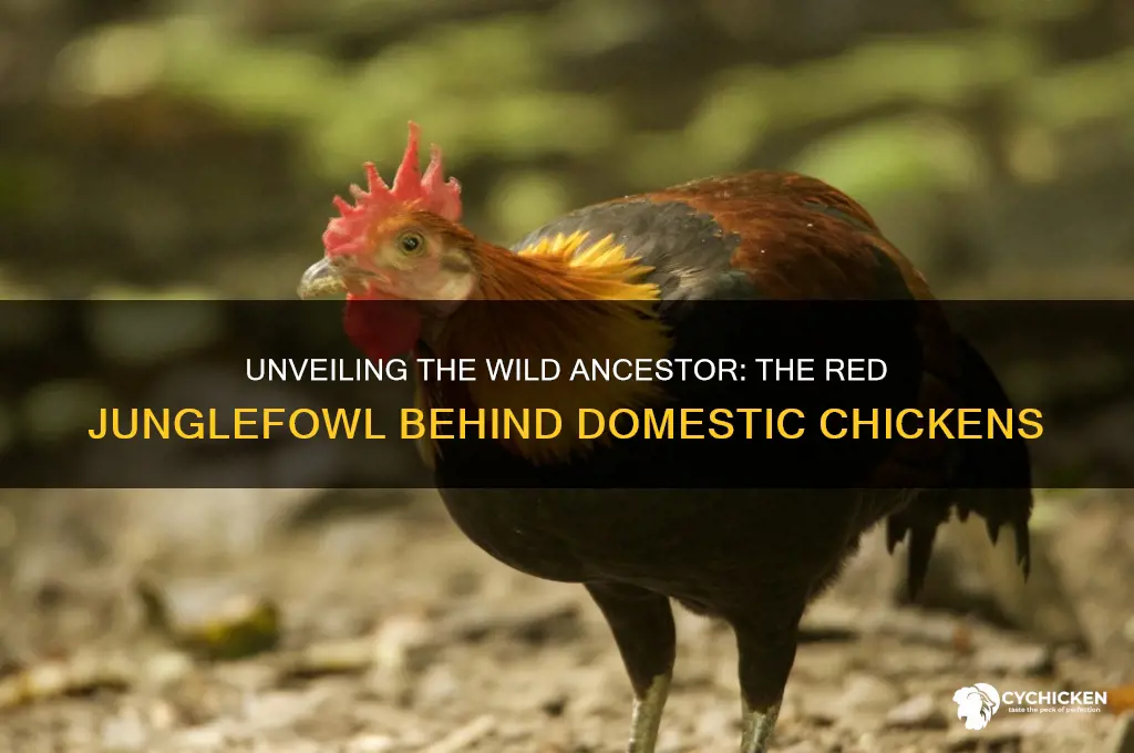 Unveiling The Wild Ancestor: The Red Junglefowl Behind Domestic ...