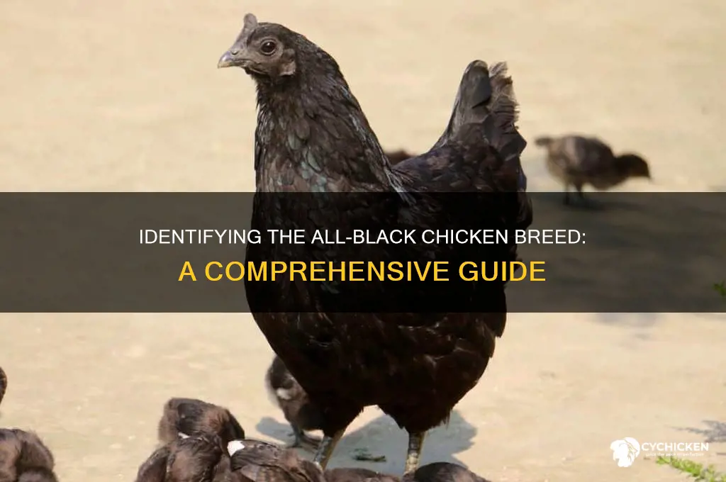 Identifying The All-Black Chicken Breed: A Comprehensive Guide | CyChicken