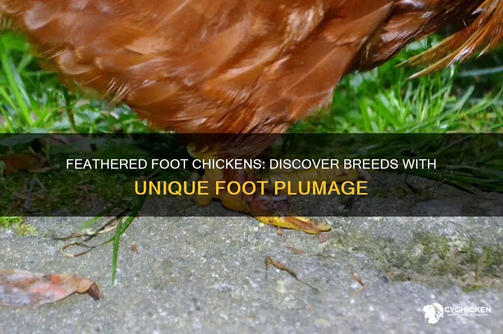 Feathered Foot Chickens: Discover Breeds With Unique Foot Plumage ...