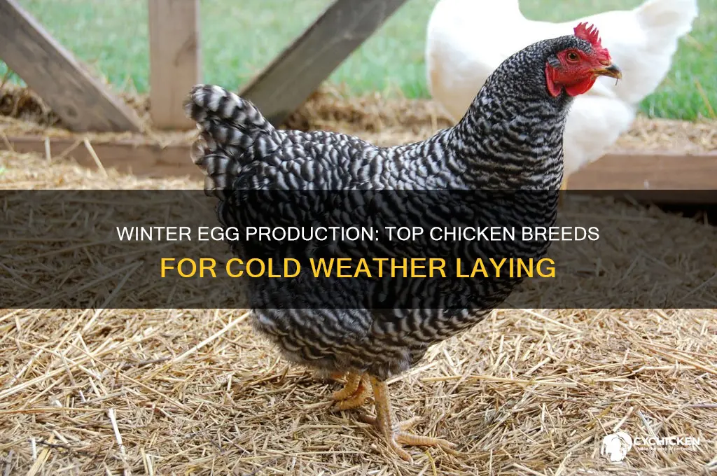 Winter Egg Production: Top Chicken Breeds For Cold Weather Laying ...