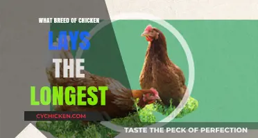 Unveiling Foghorn Leghorn's Breed: A Cartoon Chicken's Real-Life ...