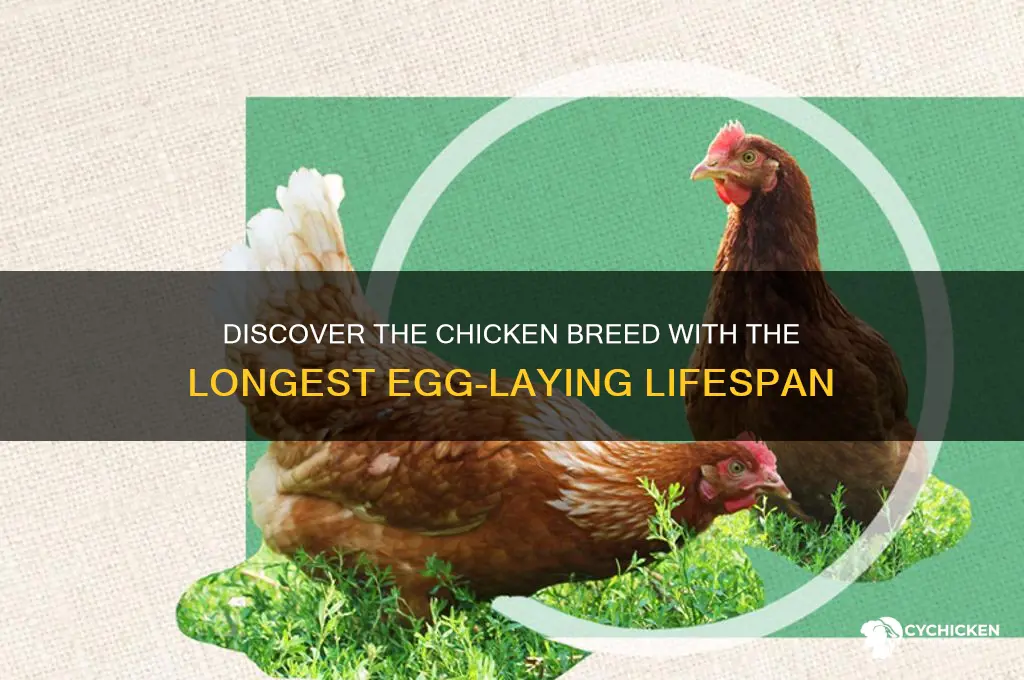 Discover The Chicken Breed With The Longest Egg-Laying Lifespan | CyChicken