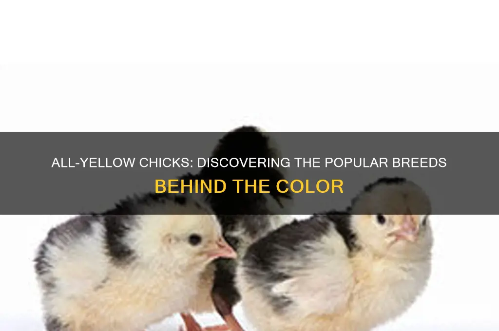All-Yellow Chicks: Discovering The Popular Breeds Behind The Color ...