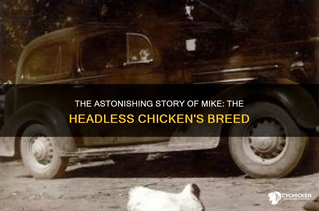 The Astonishing Story Of Mike: The Headless Chicken's Breed | CyChicken