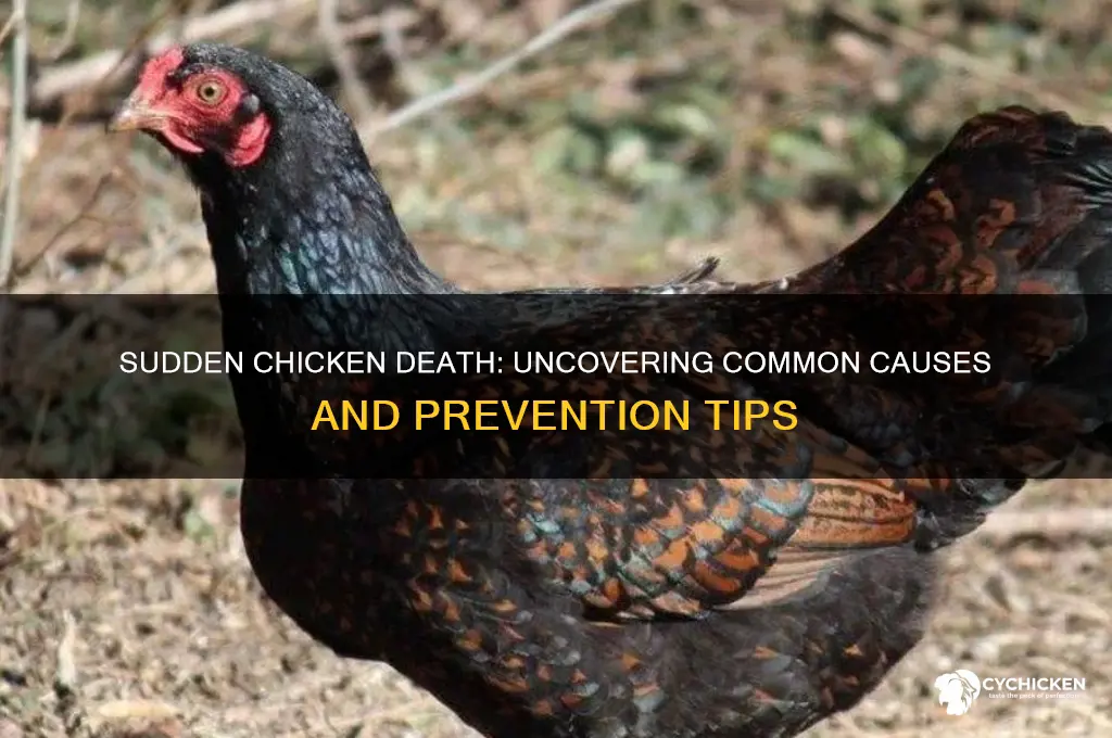 Sudden Chicken Death: Uncovering Common Causes And Prevention Tips ...