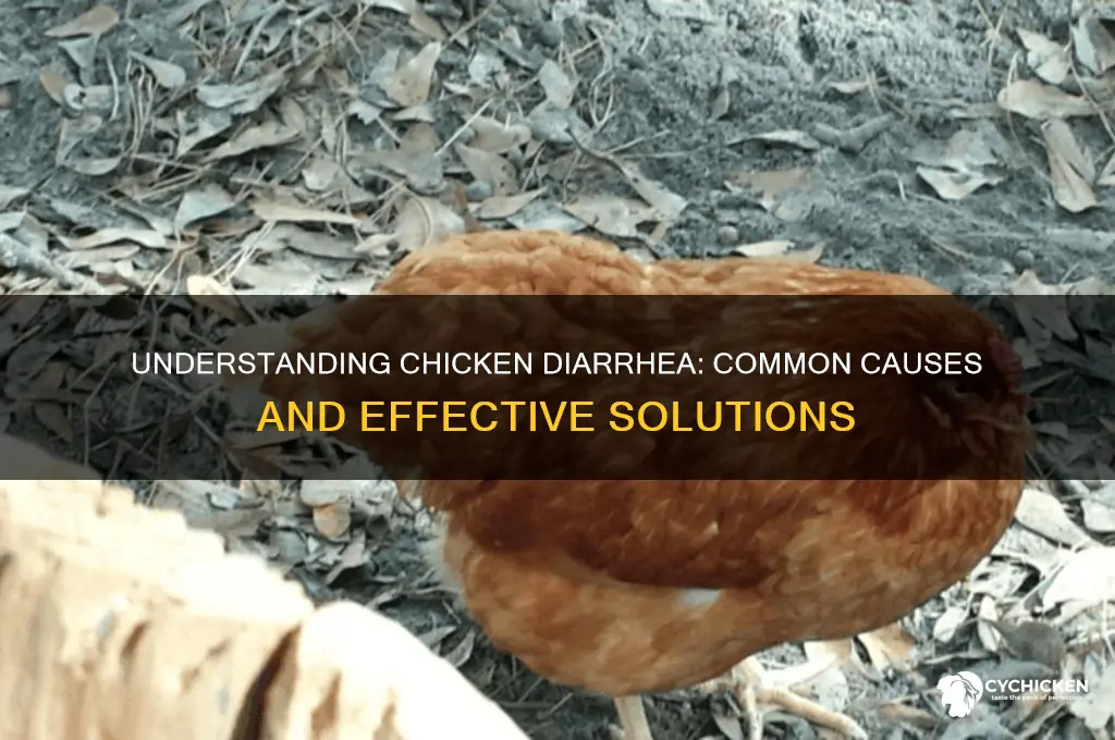 Understanding Chicken Diarrhea: Common Causes And Effective Solutions ...