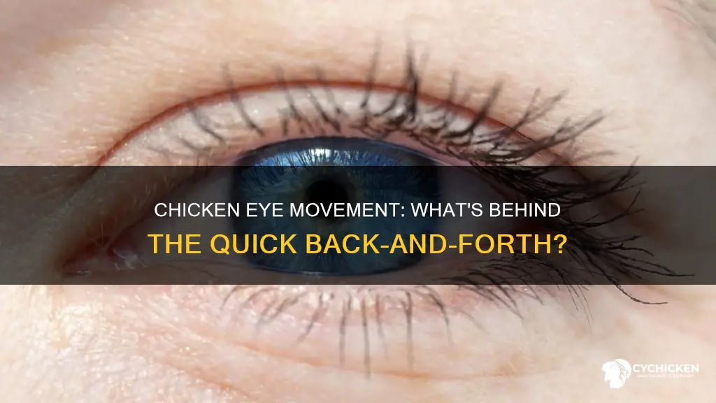 Chicken Eye Movement: What's Behind The Quick Back-And-Forth? | CyChicken