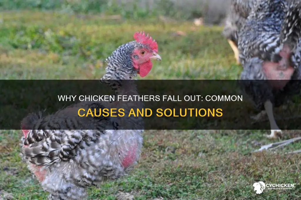Why Chicken Feathers Fall Out: Common Causes And Solutions | CyChicken