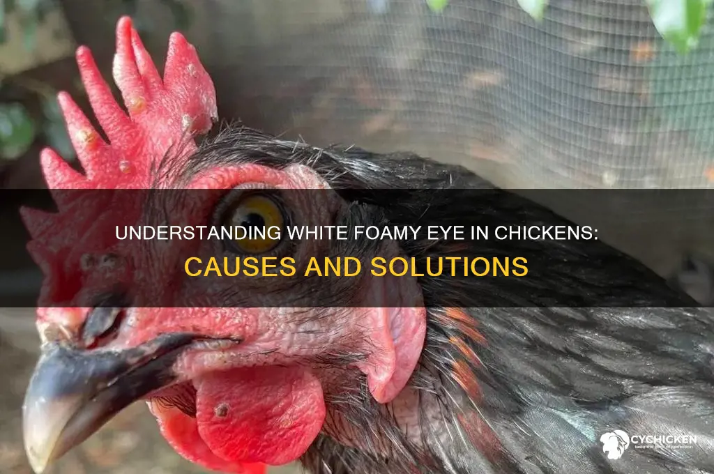 Understanding White Foamy Eye In Chickens: Causes And Solutions | CyChicken