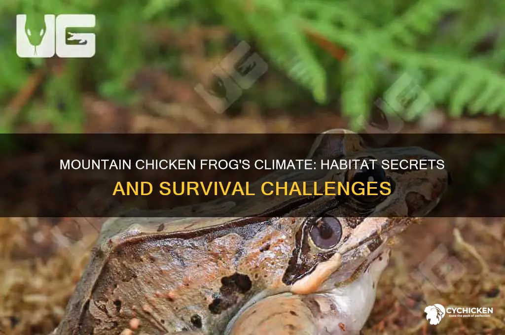 Mountain Chicken Frog's Climate: Habitat Secrets And Survival ...