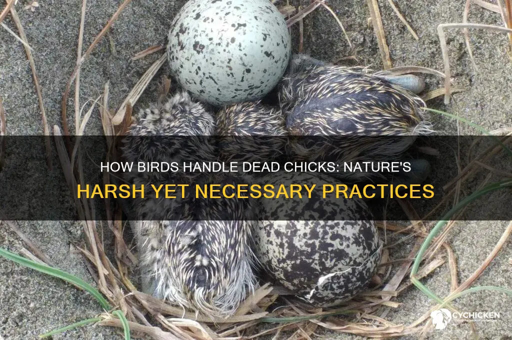 How Birds Handle Dead Chicks: Nature's Harsh Yet Necessary Practices ...