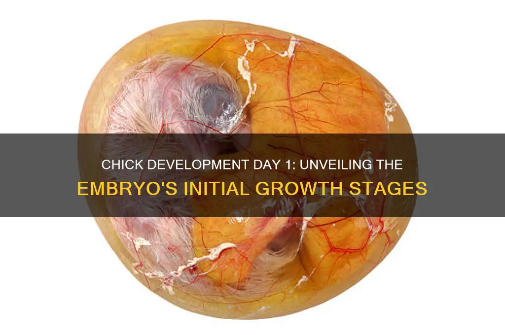 Chick Development Day 1: Unveiling The Embryo's Initial Growth Stages ...