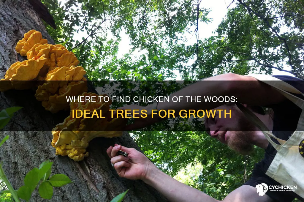 Where To Find Chicken Of The Woods: Ideal Trees For Growth | CyChicken