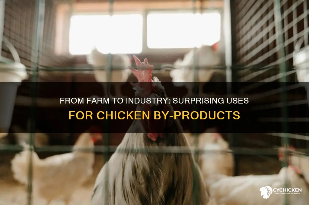 From Farm To Industry: Surprising Uses For Chicken By-Products | CyChicken
