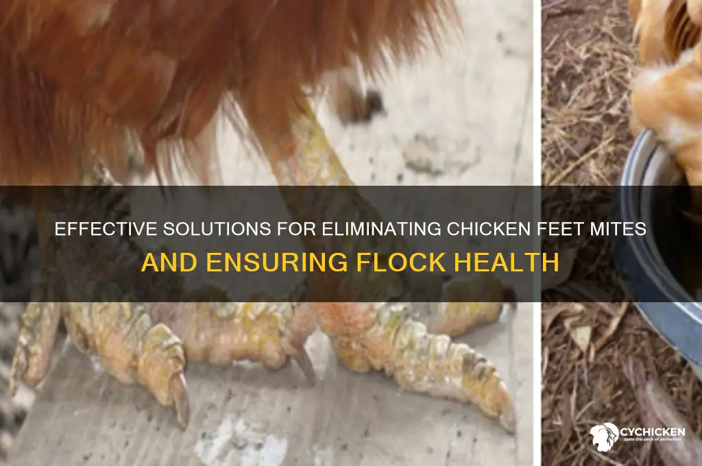 Effective Solutions For Eliminating Chicken Feet Mites And Ensuring ...
