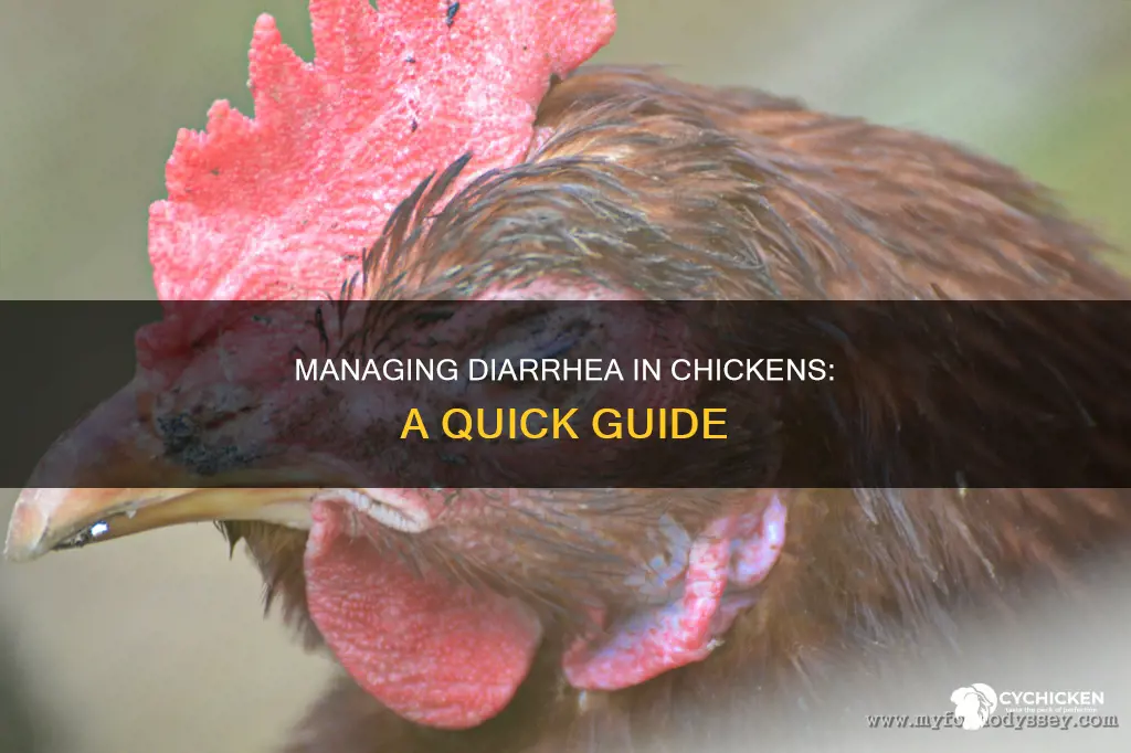 Managing Diarrhea In Chickens: A Quick Guide | CyChicken